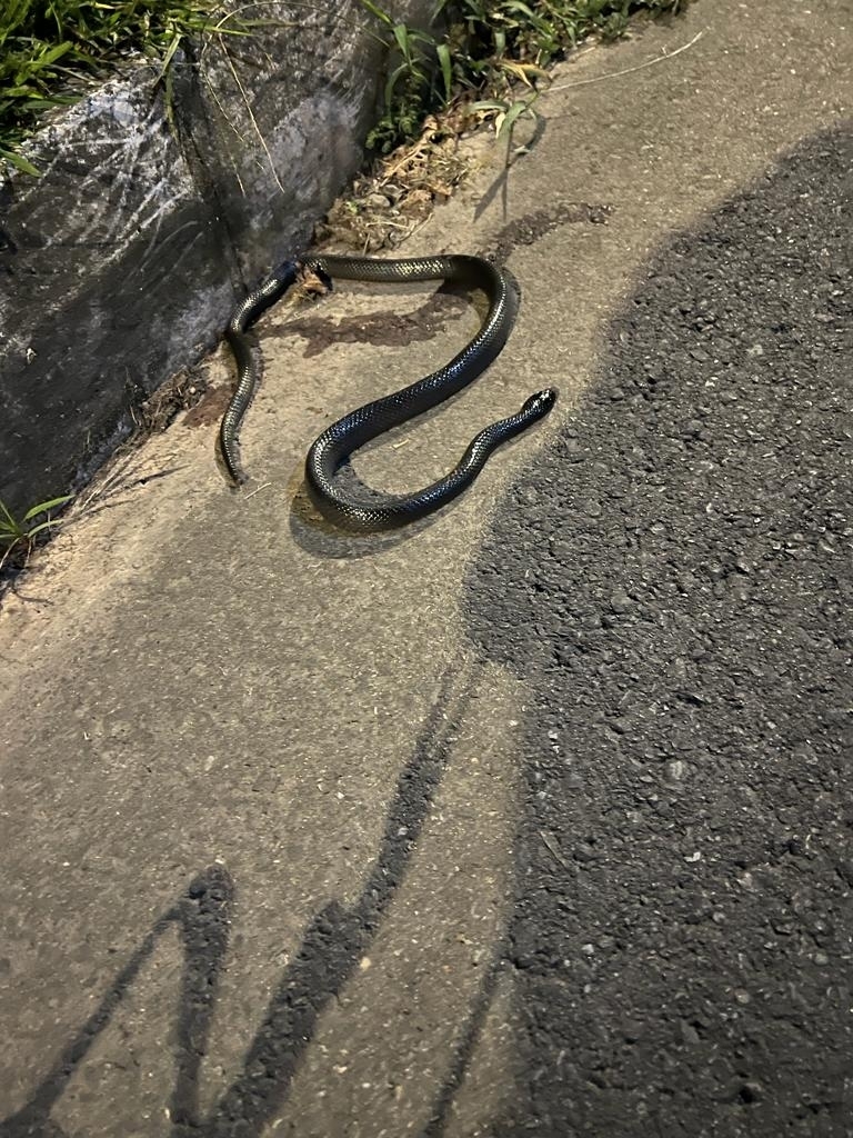 Equatorial Mussurana from Aires del Campo on April 08, 2023 by Catalina ...