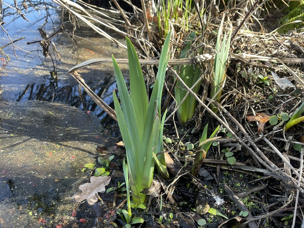 northern blue flag in April 2023 by Taylor Sturm · iNaturalist