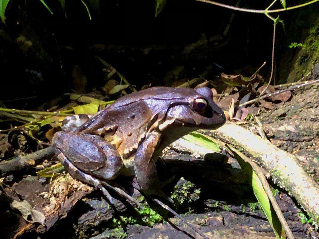 Savage's Thin-toed Frog from universidad técnica nacional atenas by ...