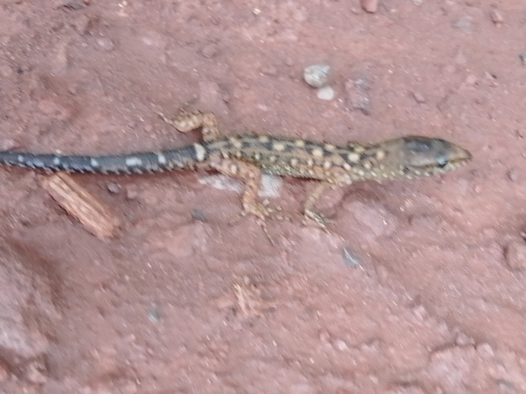 Madrean Tropical Night Lizard from 87285 Tamps., México on June 21 ...