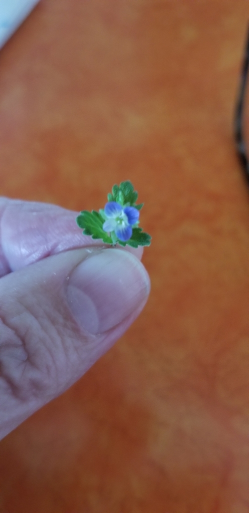 Agrestes from Honey Creek Township, IN 47802, USA on April 8, 2023 at ...