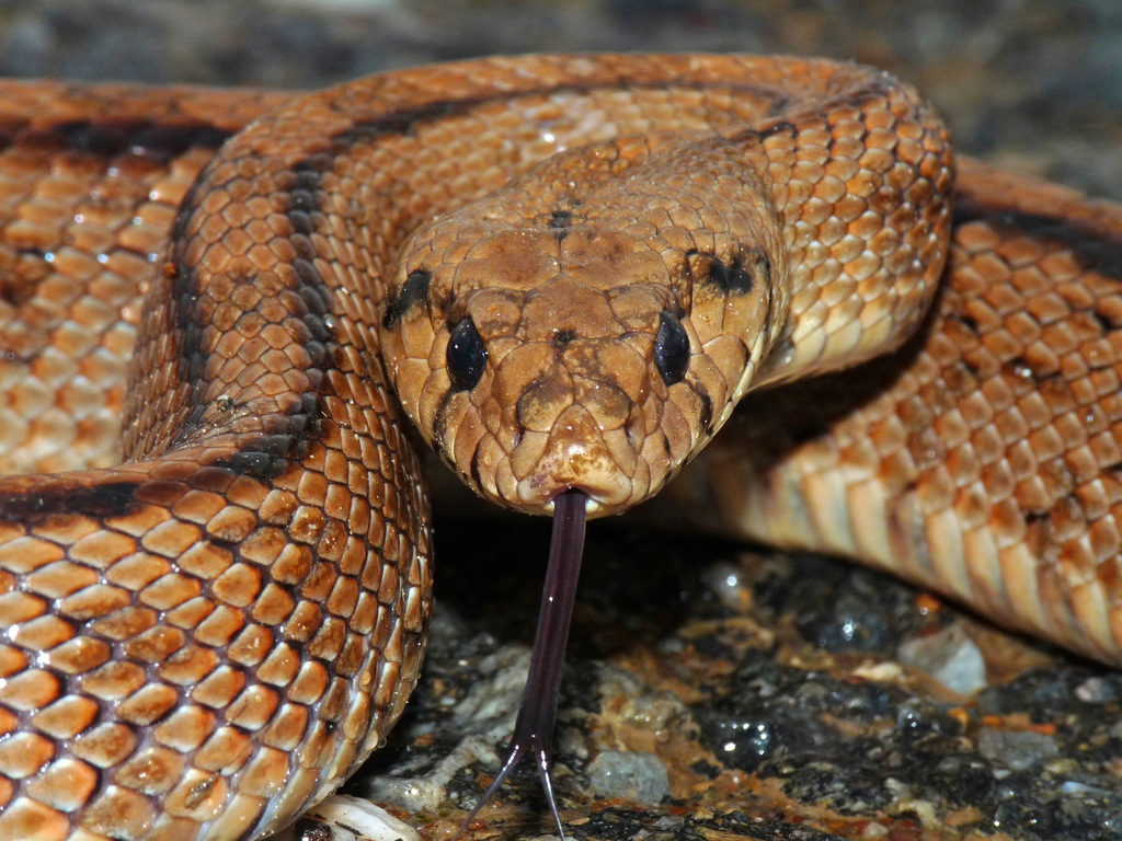 Ladder Snake from Castro Verde, 7780, Portugal on March 29, 2010 at 02: ...