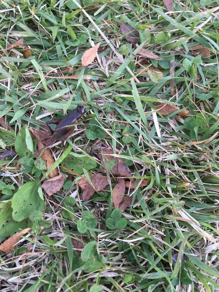 Emma Field Cricket from 別府, 別府市, 大分県, JP on October 14, 2018 at 02:41 ...