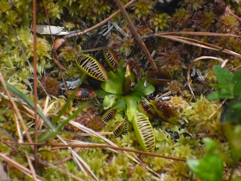 Venus flytrap in April 2023 by John Lynch · iNaturalist
