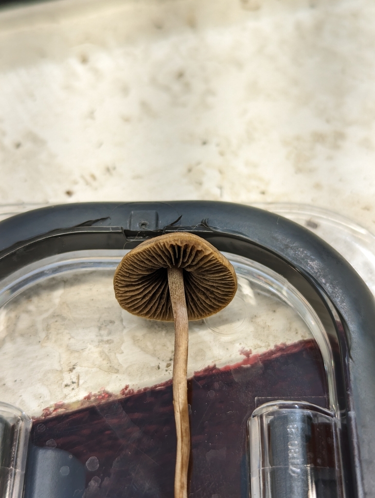 Banded Mottlegill from Maricopa County, US-AZ, US on April 8, 2023 at ...