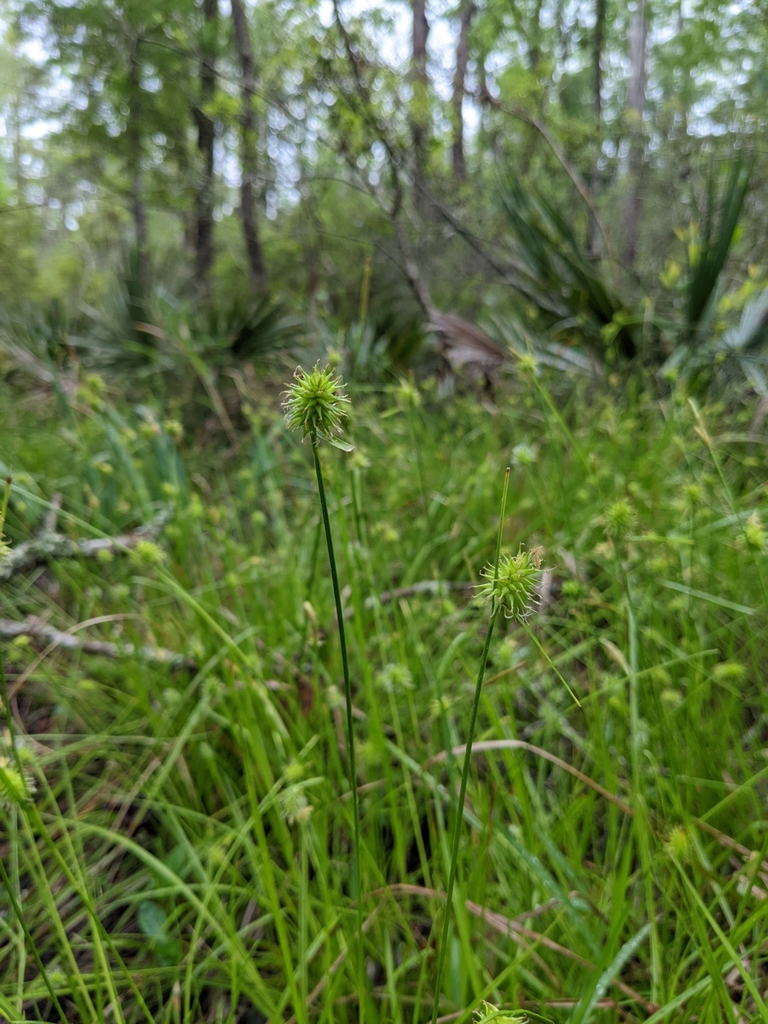golden sedge in April 2023 by Eric Ungberg · iNaturalist