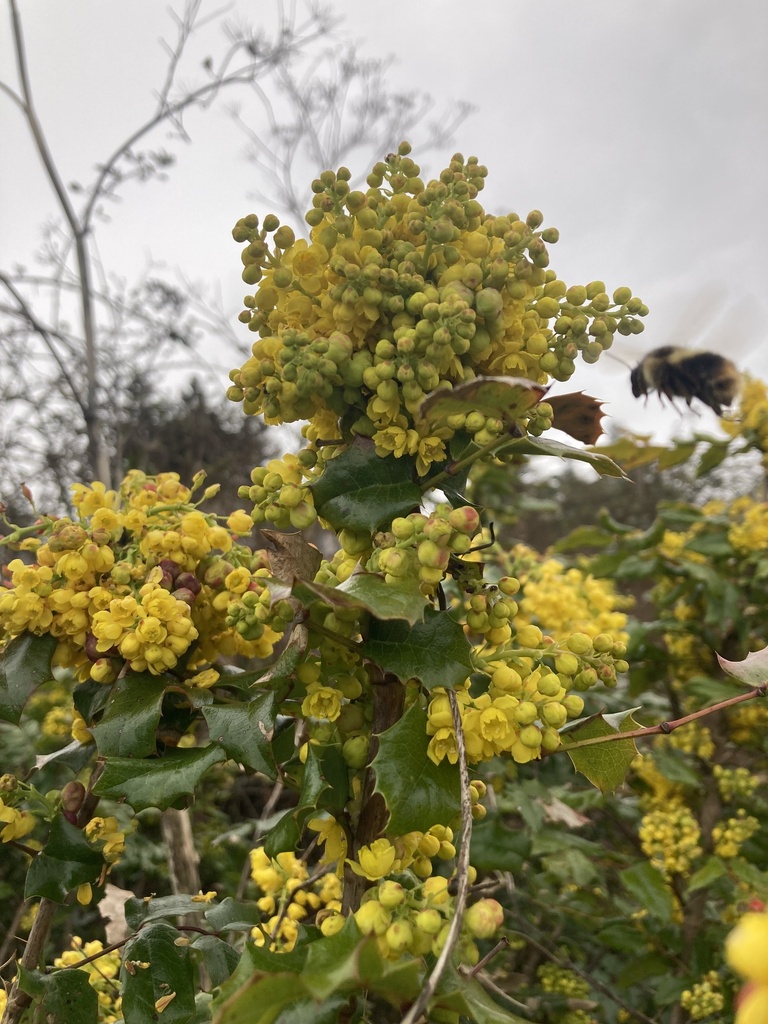 Fuzzy-Horned Bumble Bee from Mukilteo Lighthouse Park, Mukilteo, WA, US ...