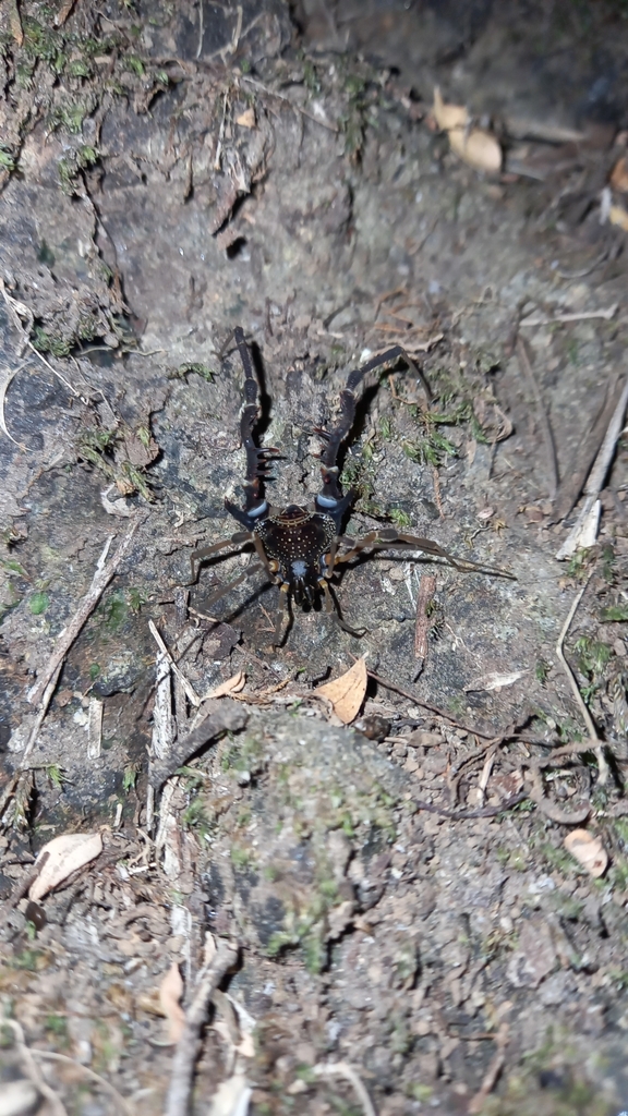 Sadocus asperatus from Coihueco, Ñuble, Chile on April 7, 2023 at 09:21 ...
