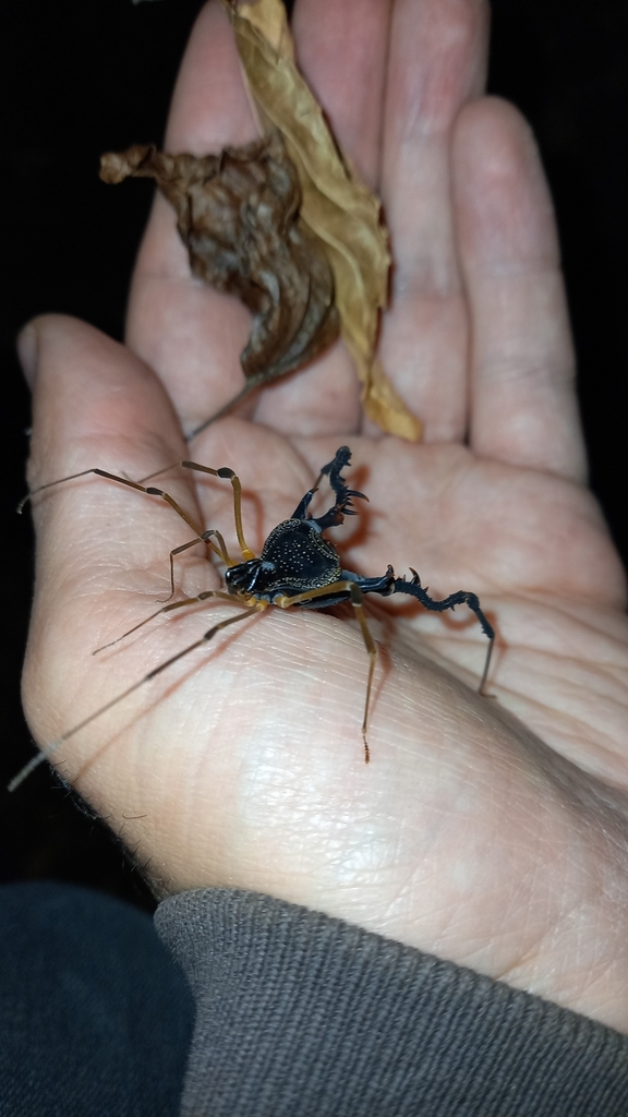 Sadocus asperatus from Pinto, Ñuble, Chile on April 7, 2023 at 10:18 PM ...