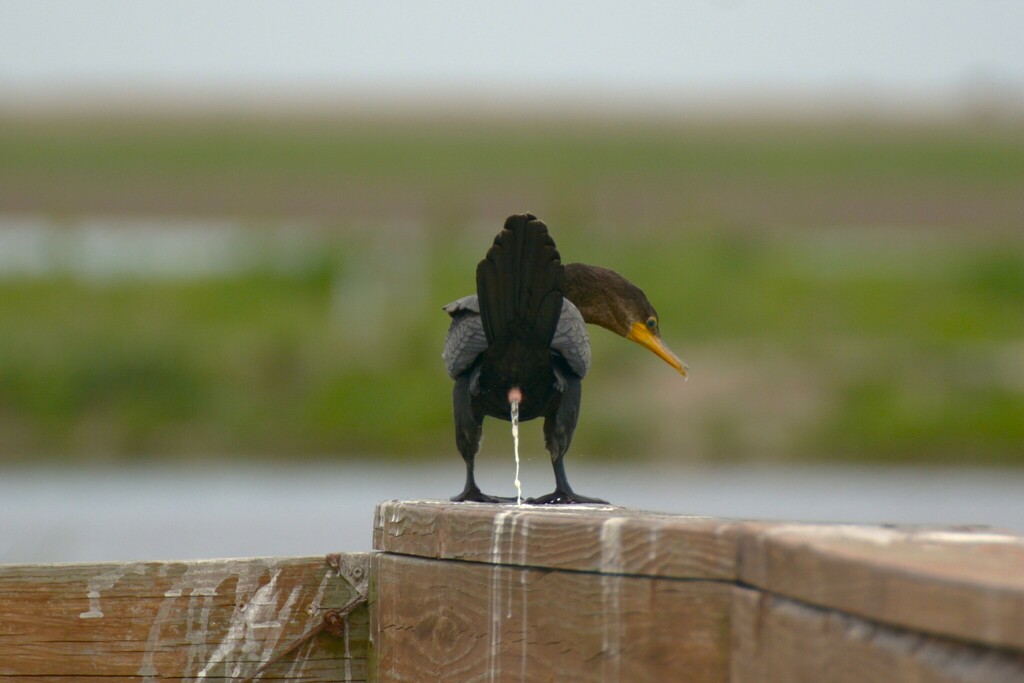 Neotropic Cormorant from Chambers County, TX, USA on April 1, 2023 at ...