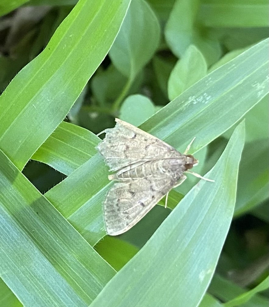 Grass Webworm Moth in April 2023 by Alice Bullock · iNaturalist