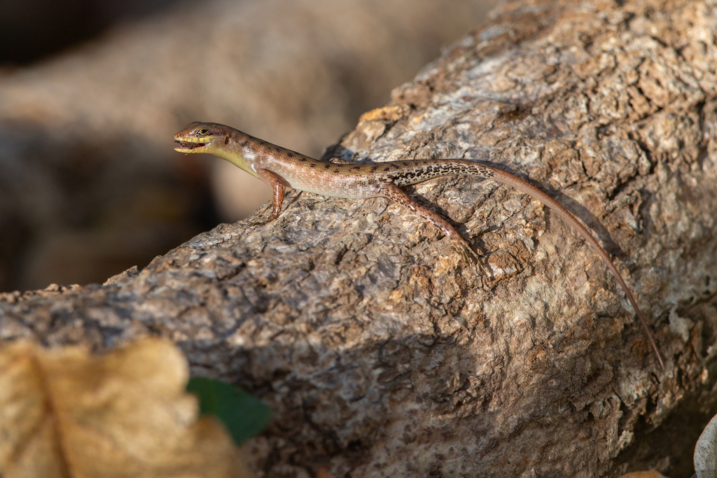 Sphenomorphus striolatus from Komodo Island National Par on July 31 ...