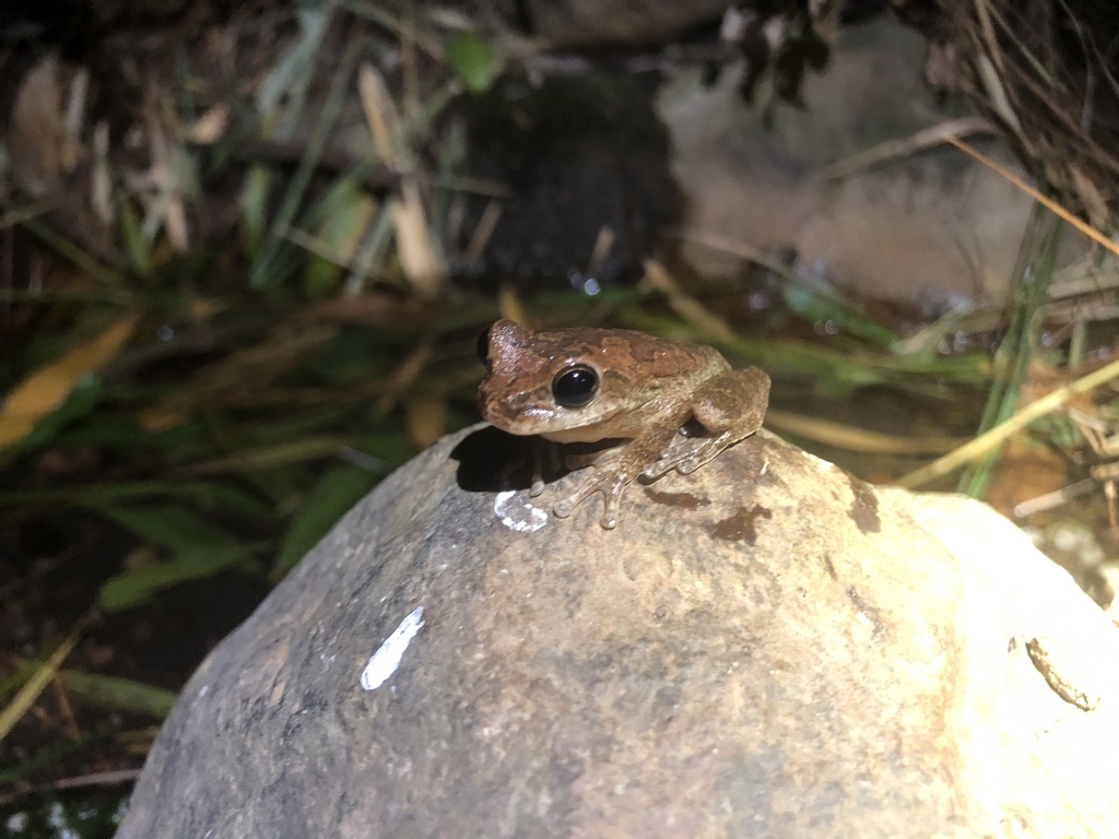 Pugnosed Tree Frog from Boquete, PA-CH, PA on February 3, 2023 at 09:45 ...