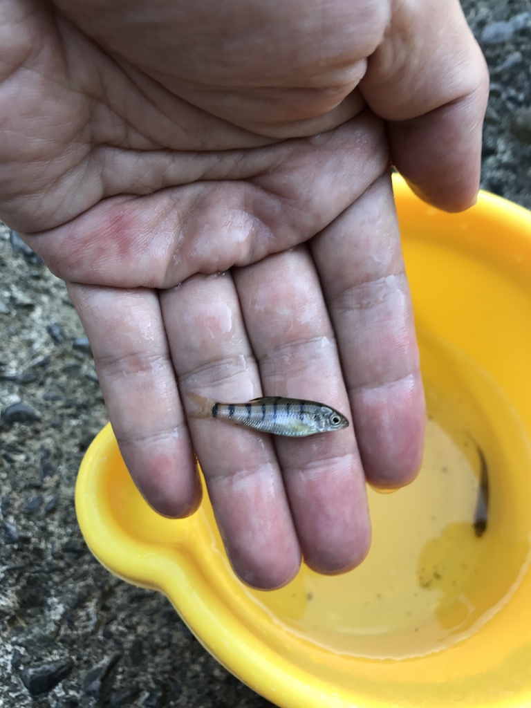 Acrossocheilus from Pingtung, TW-TA, TW on October 14, 2018 at 04:10 PM ...