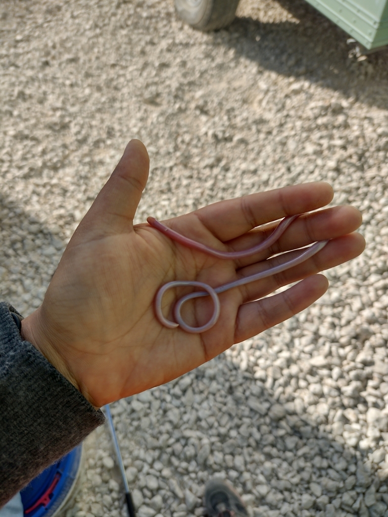Yucatecan Worm Snake from México on April 8, 2023 at 08:29 AM by Mariel ...
