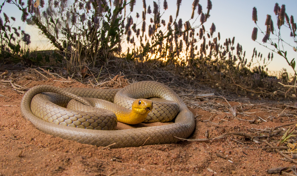 Western Brown Snake from Port Hedland, WA, Australia on October 14 ...