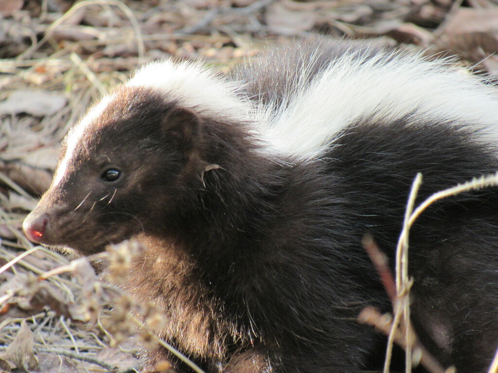 Striped Skunk from Kananaskis, AB T0L, Canada on April 08, 2023 at 06: ...