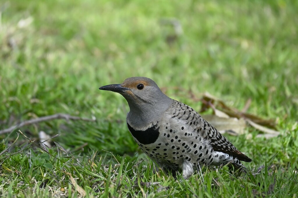 Northern Flicker from 18002 Goldenwest St, Huntington Beach, CA 92647 ...