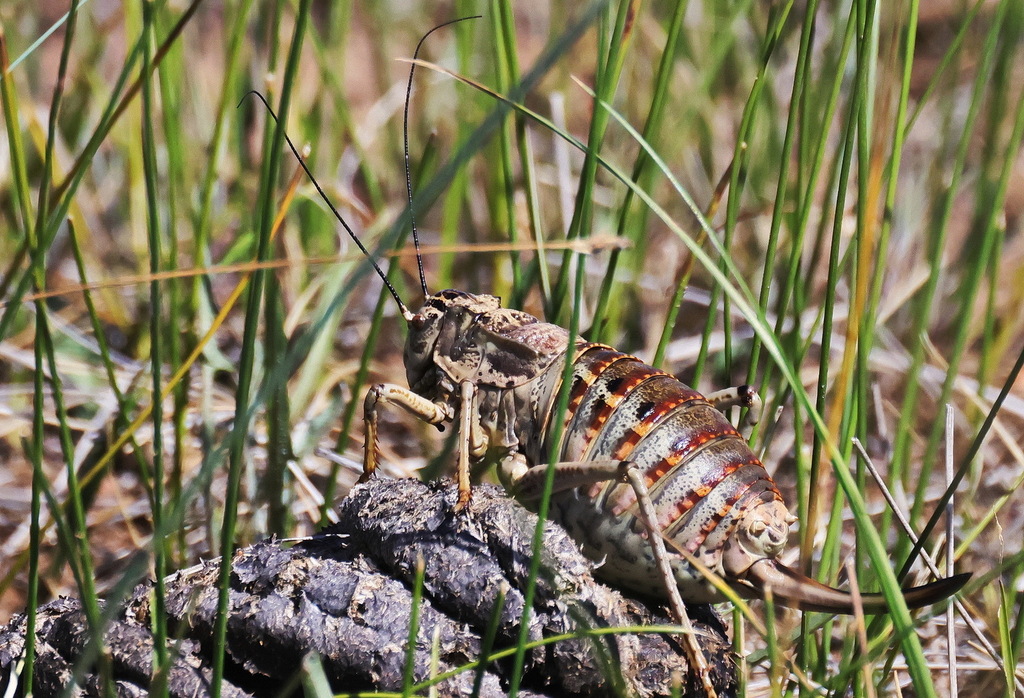 Deracantha onos from Джидинский р-н, Респ. Бурятия, Россия on July 17 ...