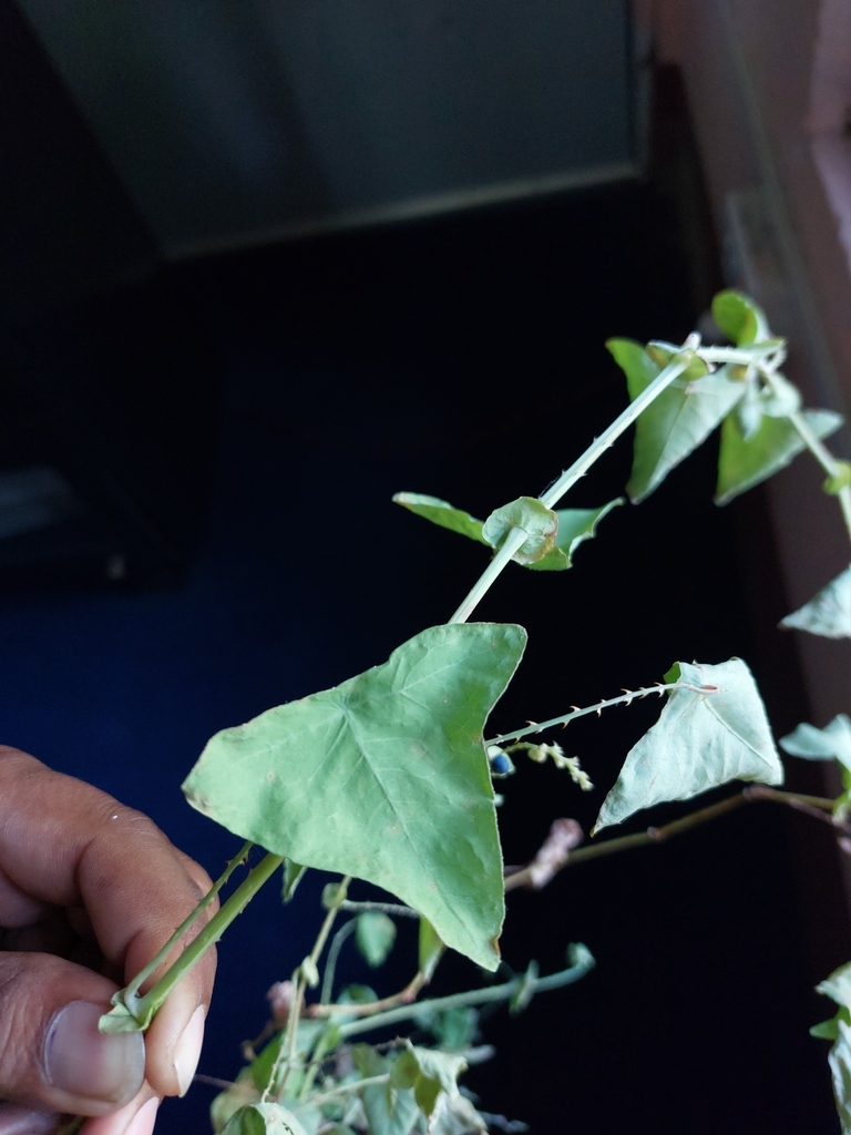 mile-a-minute weed from Duwagadhi, Nepal on November 30, 2022 at 01:04 ...