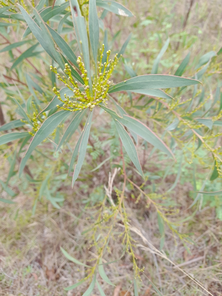 Red Stem Wattle from Lithgow, AU-NS, AU on April 5, 2023 at 01:35 PM by ...