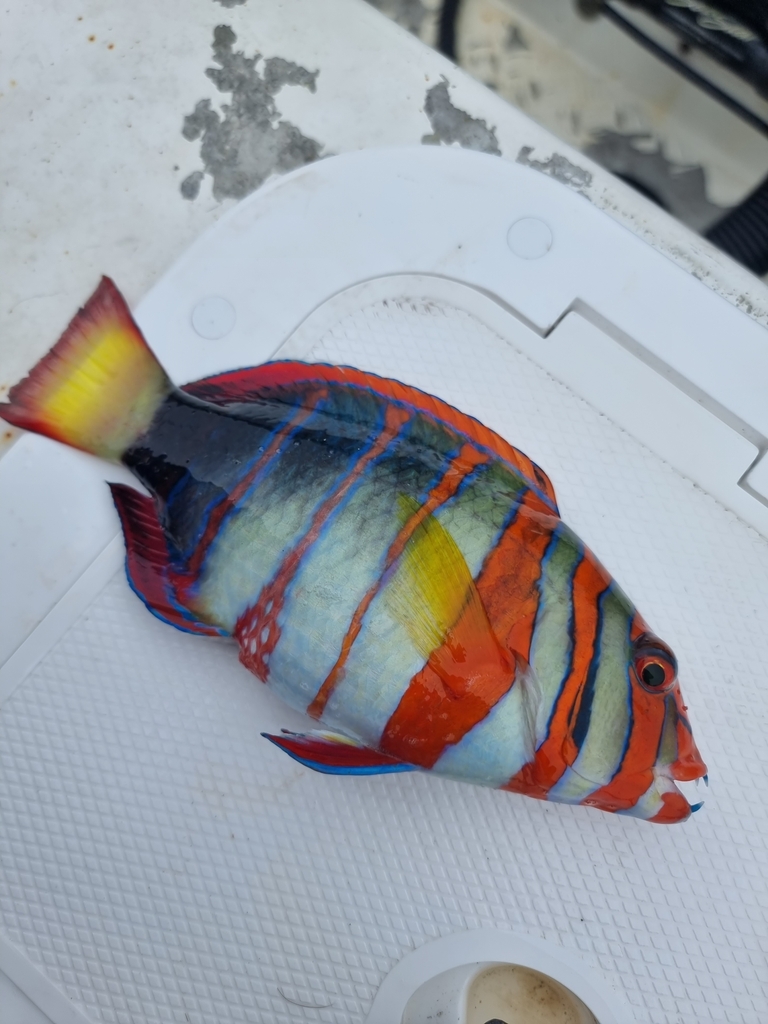 Harlequin Tuskfish from Long Island on August 29, 2022 at 03:44 PM by ...