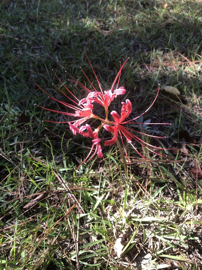 red spider lily from 5868 GA Highway 22, Sparta, GA, US on October 13 ...
