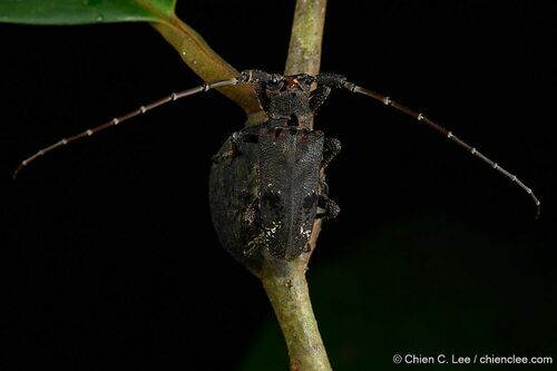 Observations by cclborneo · iNaturalist