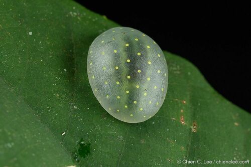 Observations by cclborneo · iNaturalist