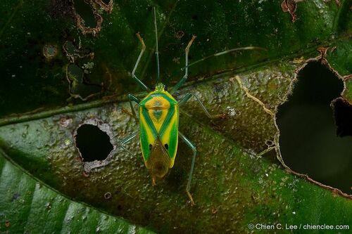 Observations by cclborneo · iNaturalist