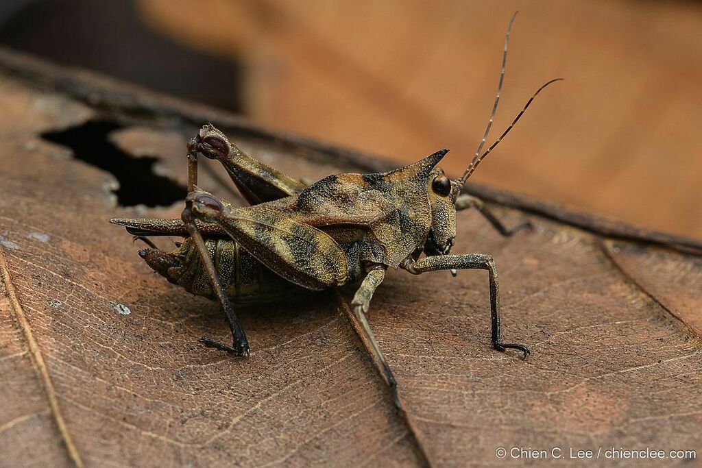 Bermania daniili from Bahagian Miri, Sarawak, Malaysia on October 31 ...
