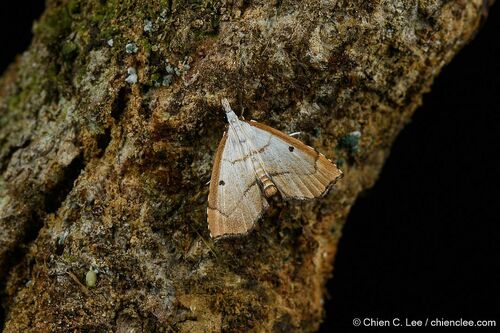 Observations by cclborneo · iNaturalist