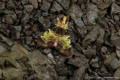 Observations by cclborneo · iNaturalist