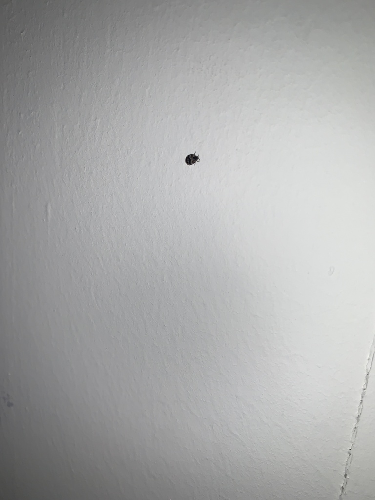 Varied Carpet Beetle from Advocaat Botsplein, Helmond, Brabant, NL on ...