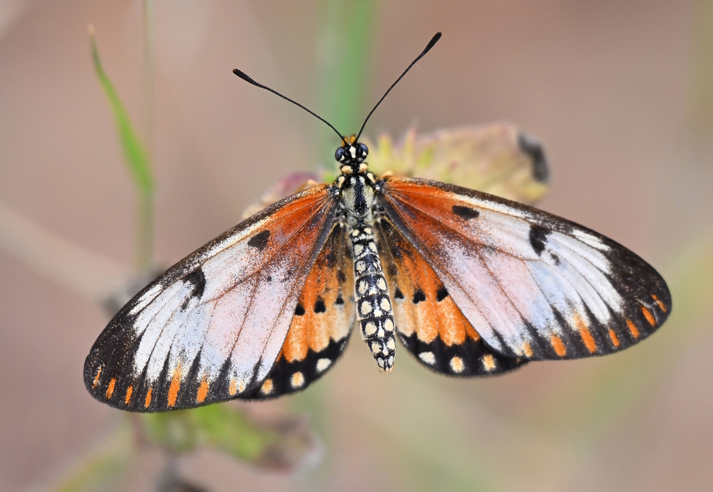 Small Orange Acraea from Gaborone, Botswana on April 09, 2023 at 10:49 ...