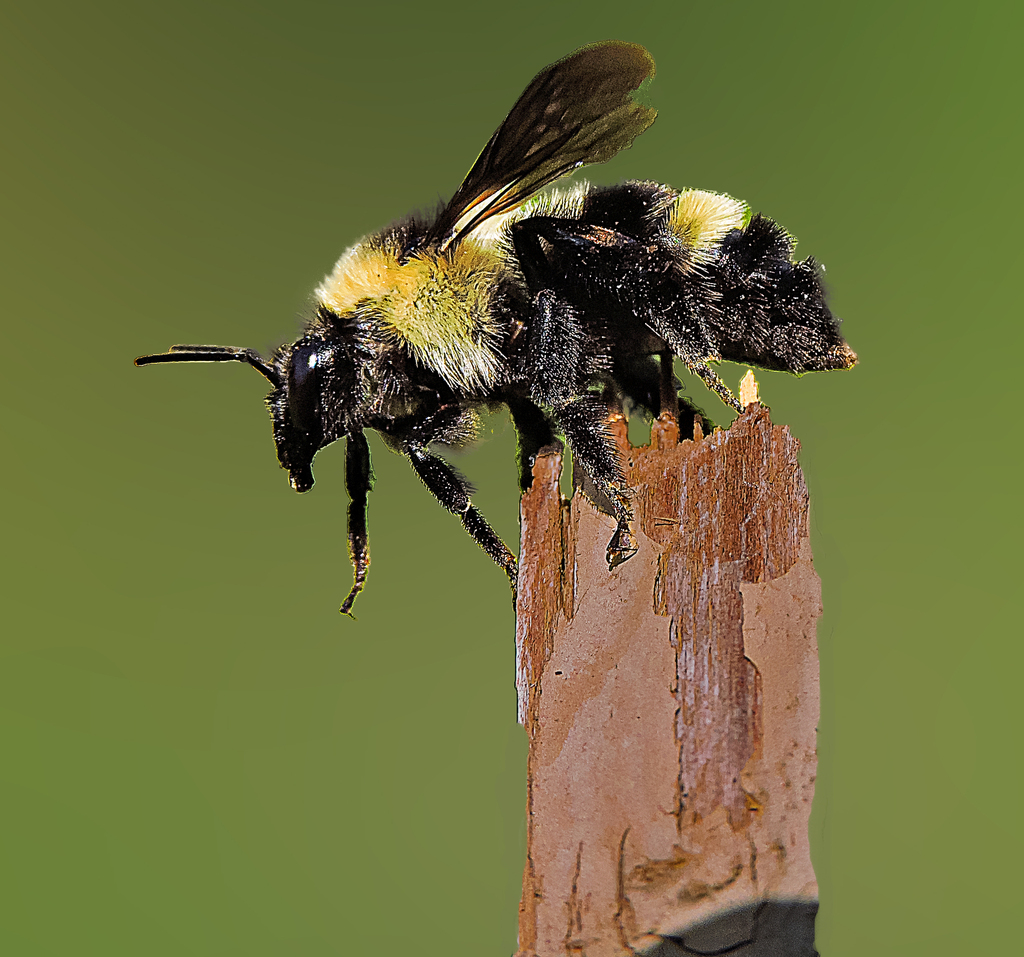 Brazilian Bumble Bee from Pedregulho - SP, Brasil on April 1, 2023 at ...