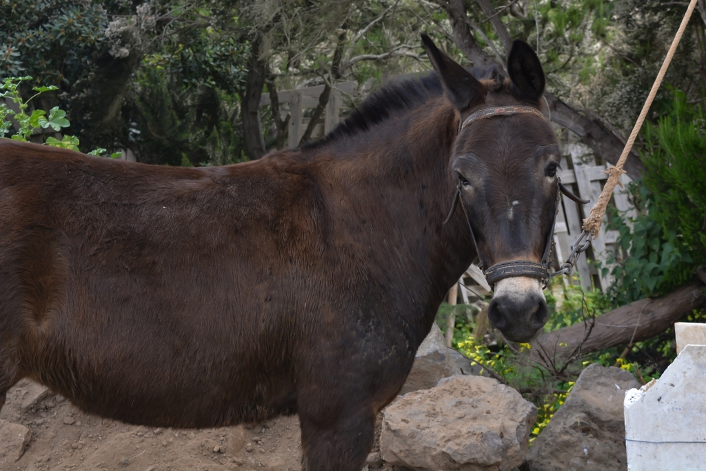 Mule/Hinny from 38428 San Juan de la Rambla, Santa Cruz de Tenerife ...