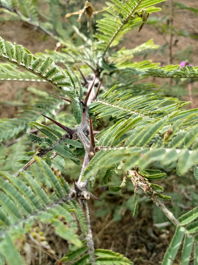 fern-leaf acacia from Parque ecoturistico San Lorenzo Chiamilpan, Calle ...