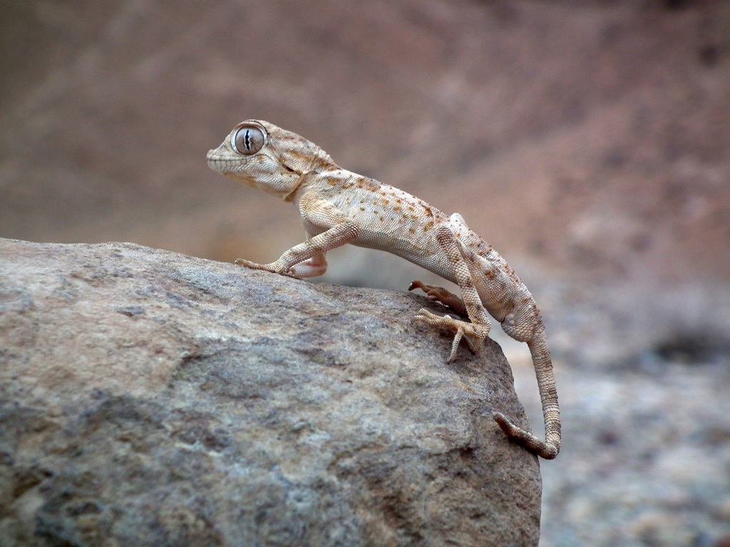Persian Spider Gecko from Kouhbanan, Kerman Province, Iran on February ...