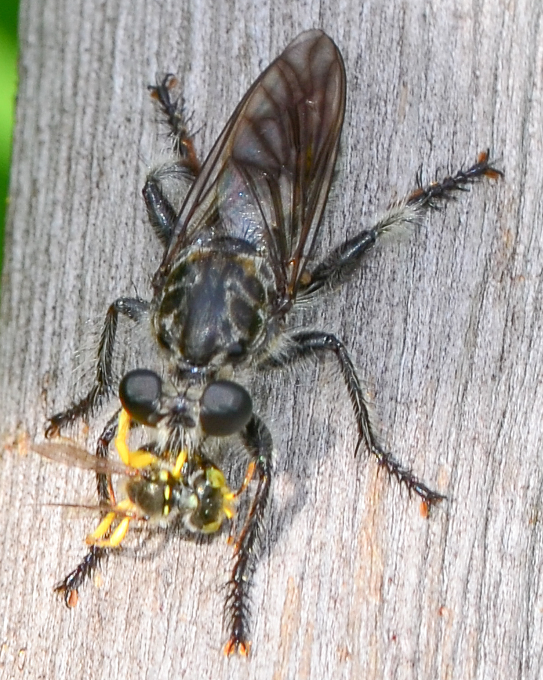 Northern Chiselmouth from Hancock County, IL, USA on June 25, 2018 at ...