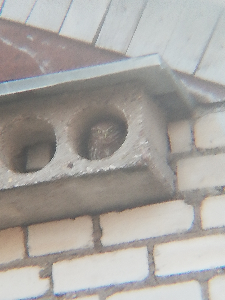 Little Owl from Строение бывшей МТФ, Богатырёво, Беларусь on April 9, 2023 at 07:22 PM by Roman ...