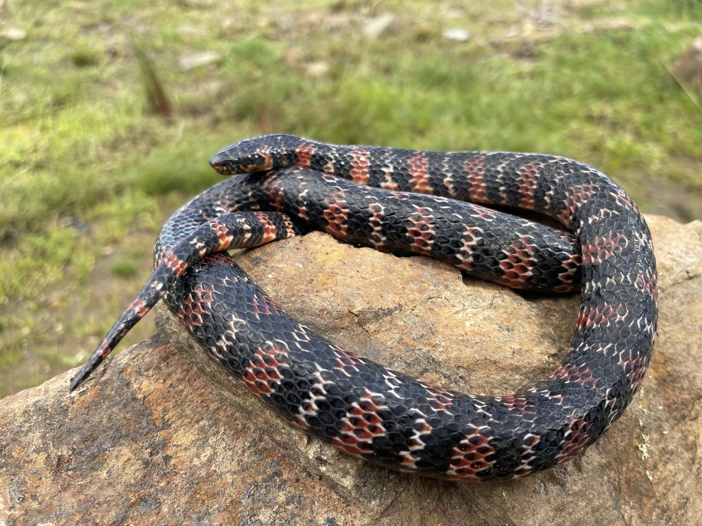 Fat Ground Snake from Riosucio, Riosucio, Caldas, CO on April 8, 2023 ...