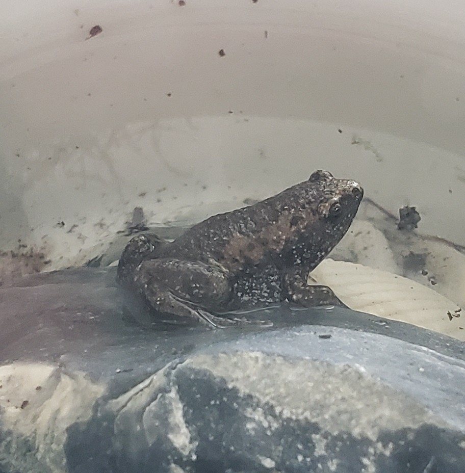 Eastern Narrow-mouthed Toad from Carteret County, NC, USA on April 09 ...