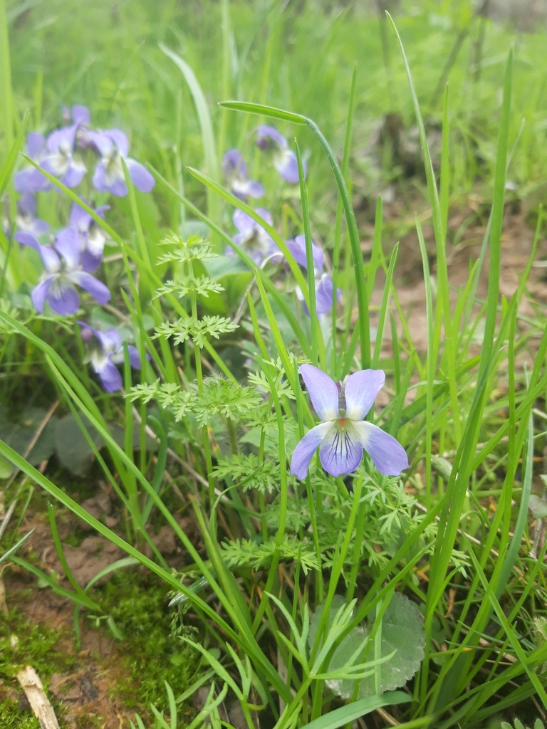 Russian Violet from Surxondaryo Viloyati, O`zbekiston on March 26, 2022 ...