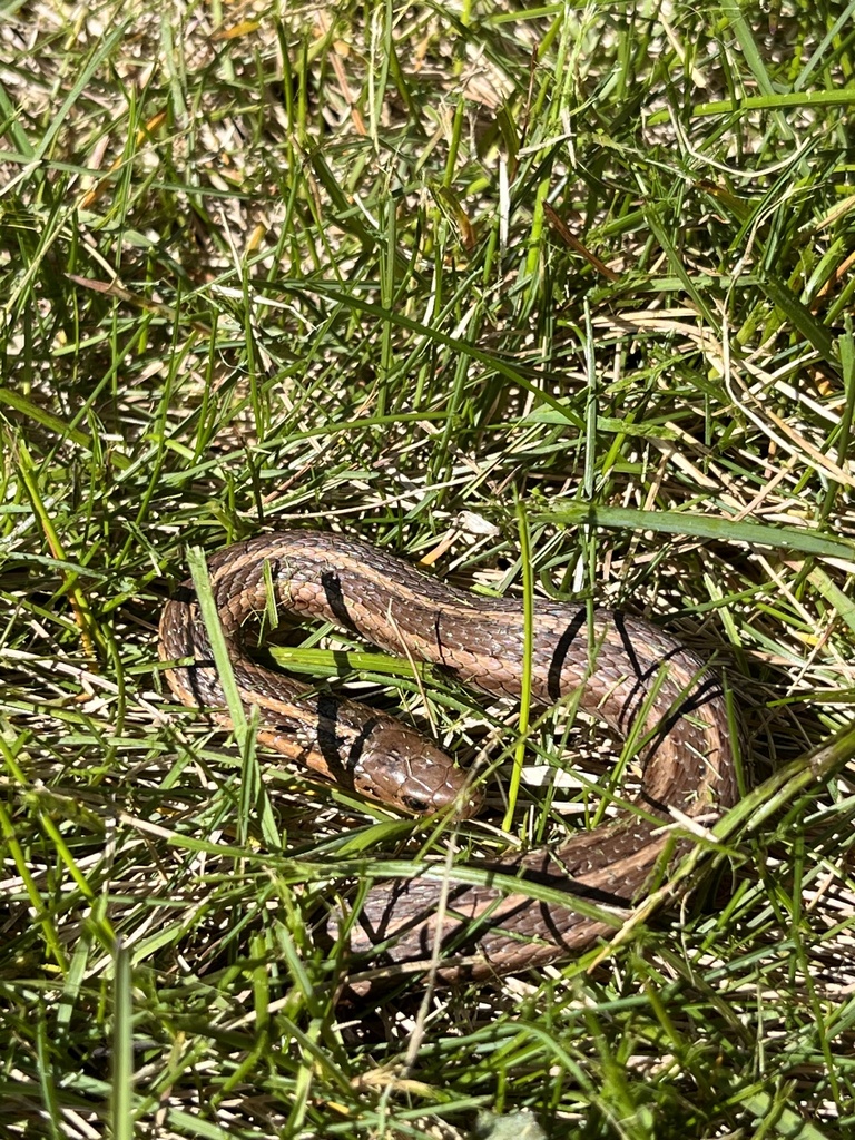 Short-headed Garter Snake in April 2023 by Ariel Hall · iNaturalist
