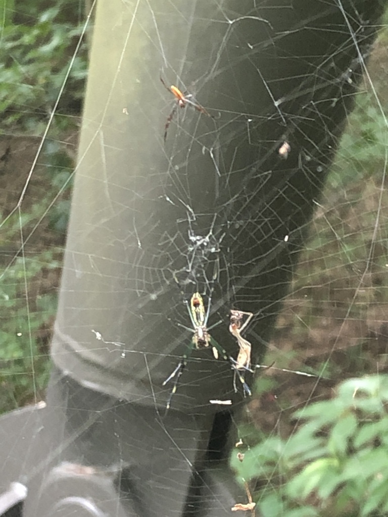 Joro Spider from Piedmont Park Ave, Atlanta, GA, US on August 2, 2022 ...
