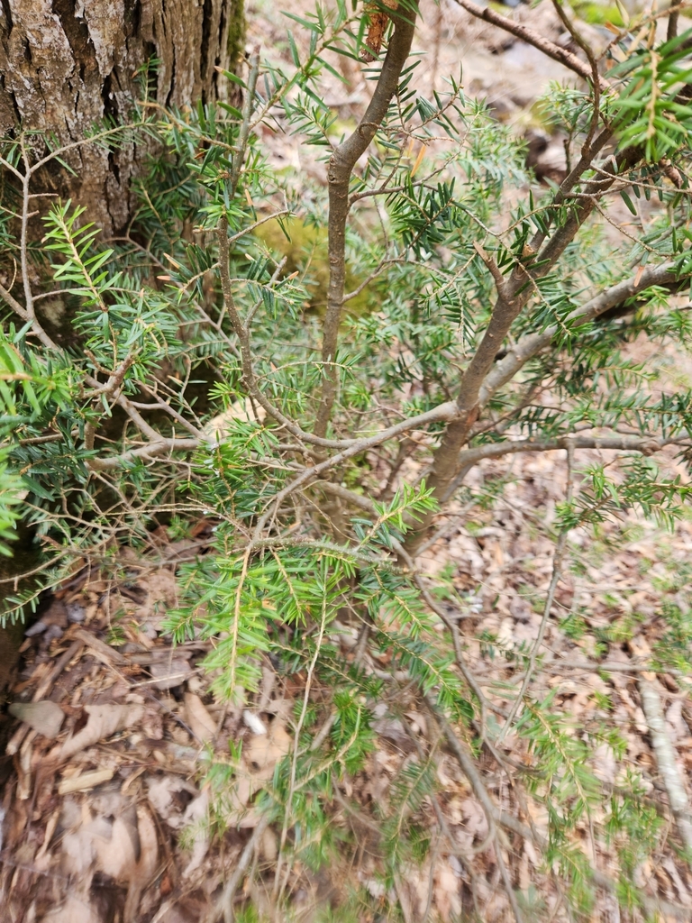 eastern hemlock from Crozet, VA 22932, USA on April 05, 2023 at 02:49 ...