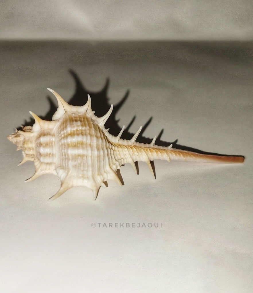 rare-spined murex from Philippines on April 02, 2023 at 11:53 PM by ...