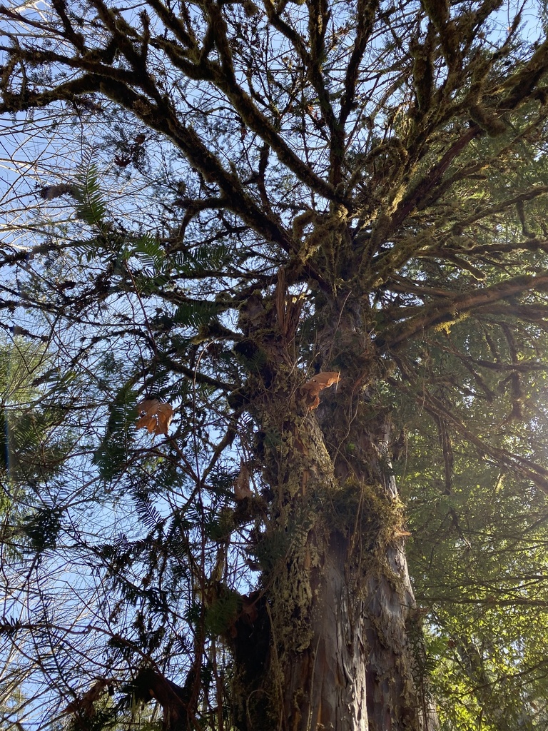 Pacific yew from Humboldt County, Six Rivers National Forest, US-CA, US ...