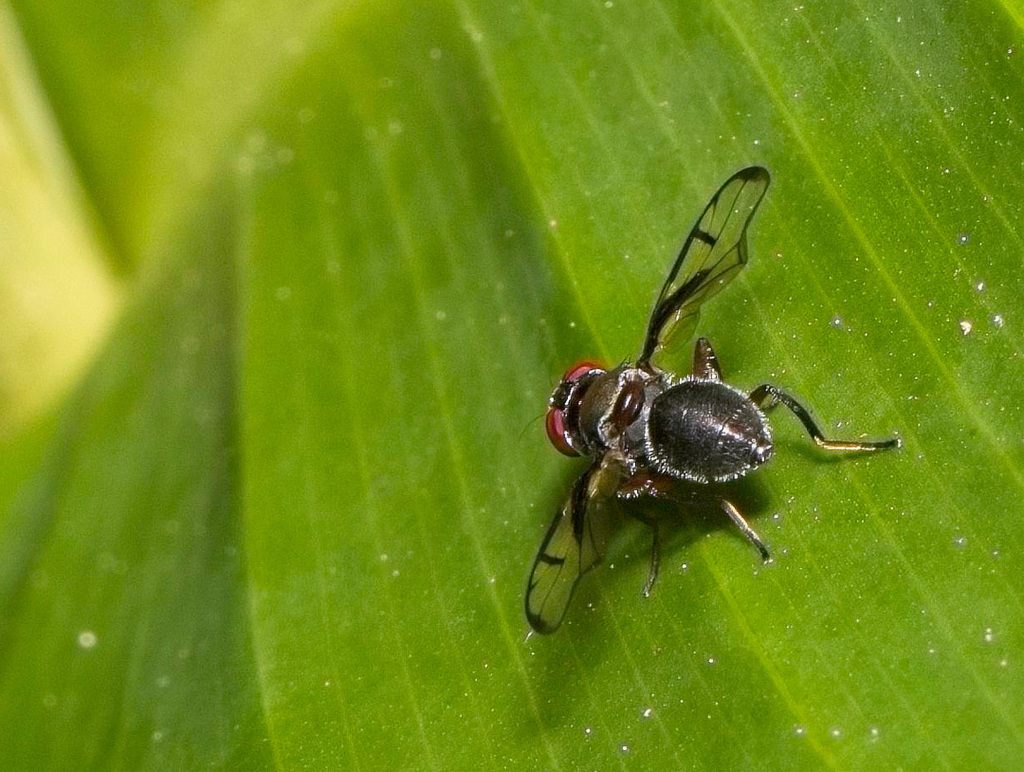 Boatman Fly in March 2023 by Sharon Shaw Milligan. These photos are ...